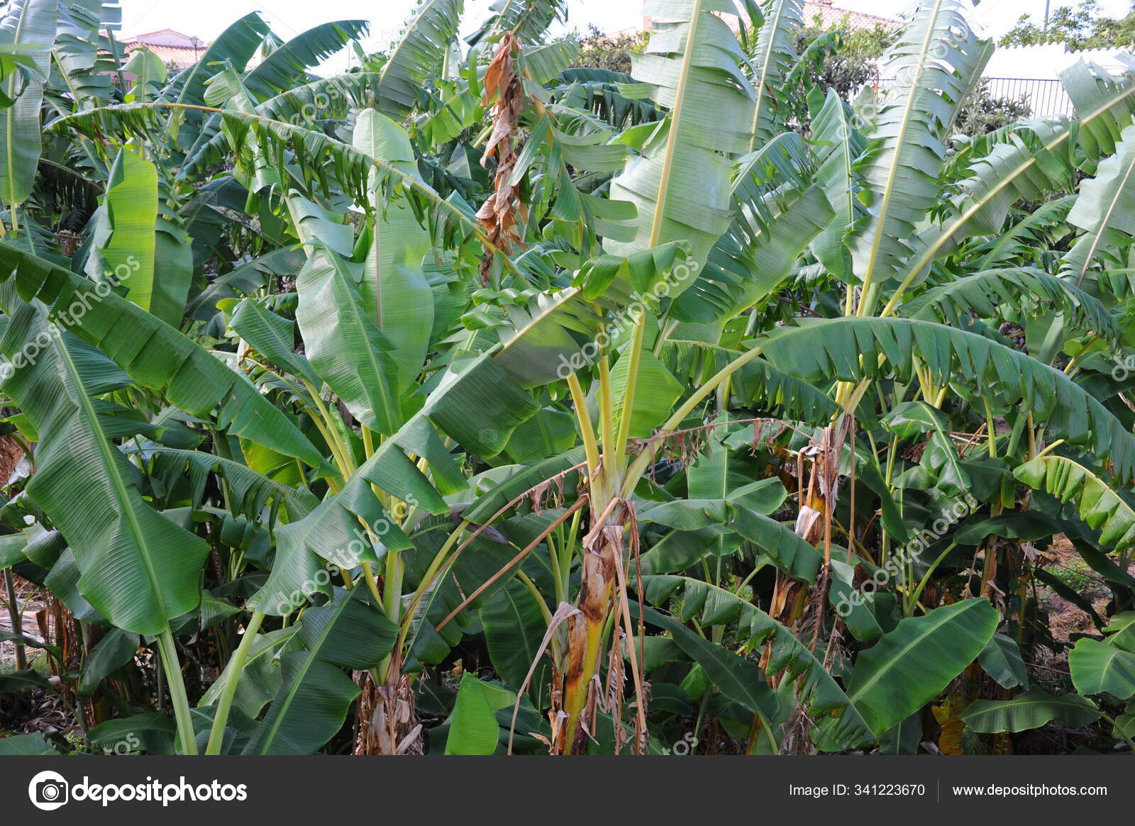 Tropical Banana Tree Exotic Plant ⬇ Stock Photo, Image by ...