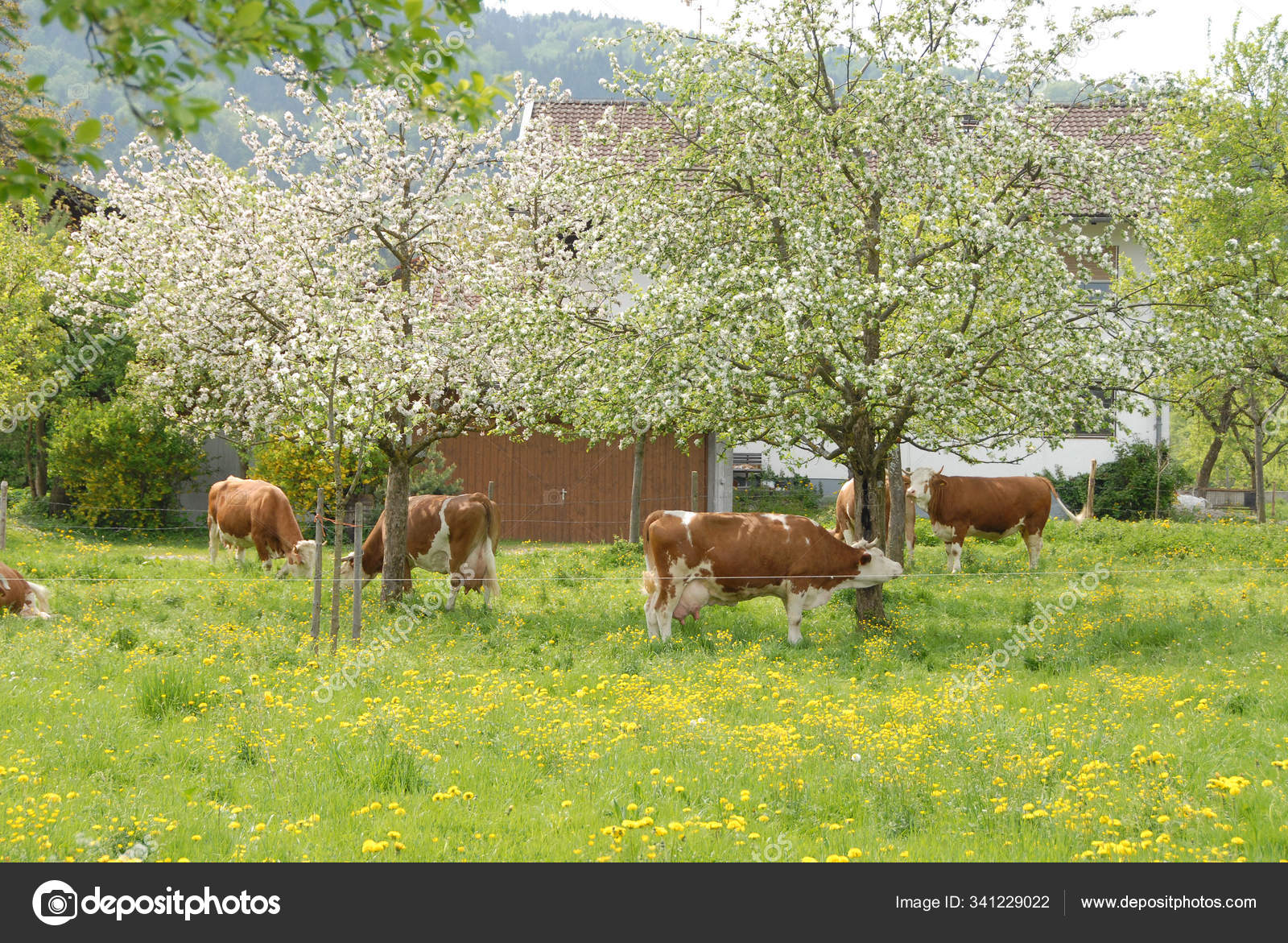 Dairy Cows Spring — Stock Photo © PantherMediaSeller #341229022