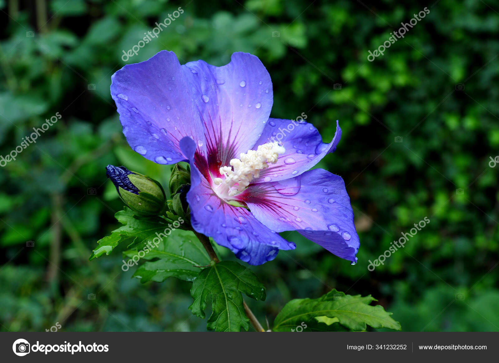 Blue Hollyhock Flowers