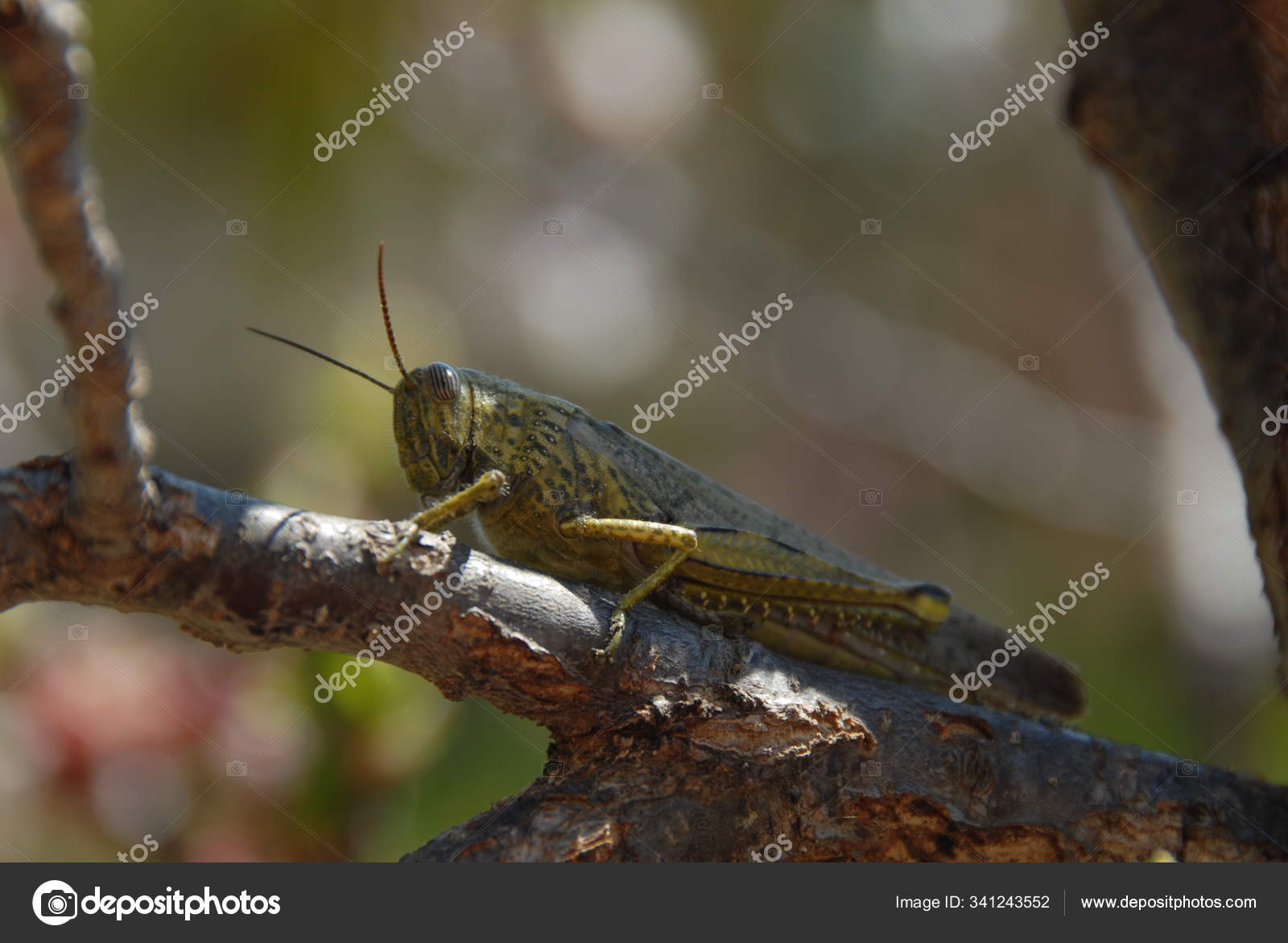 Grasshopper Insect Invertebrate Praying Bug Stock Photo by ...