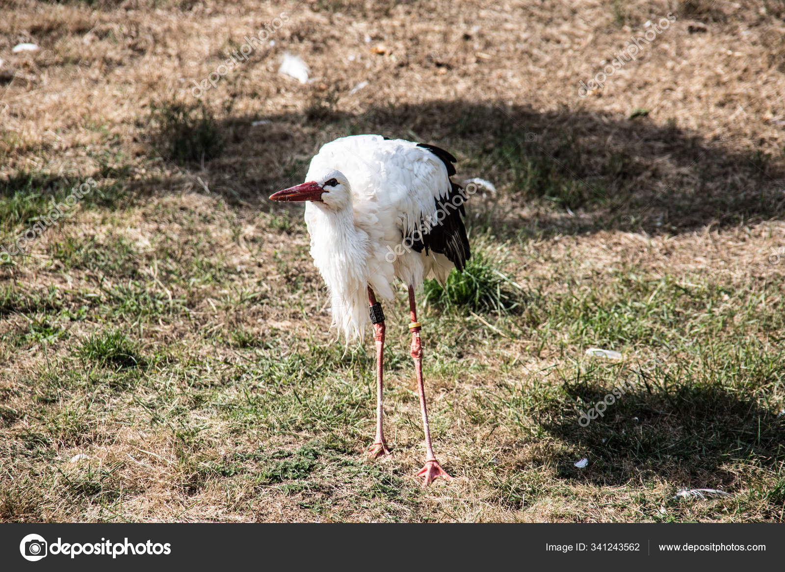 Storks Meadow Pond Stock Photo by ©PantherMediaSeller 341243562
