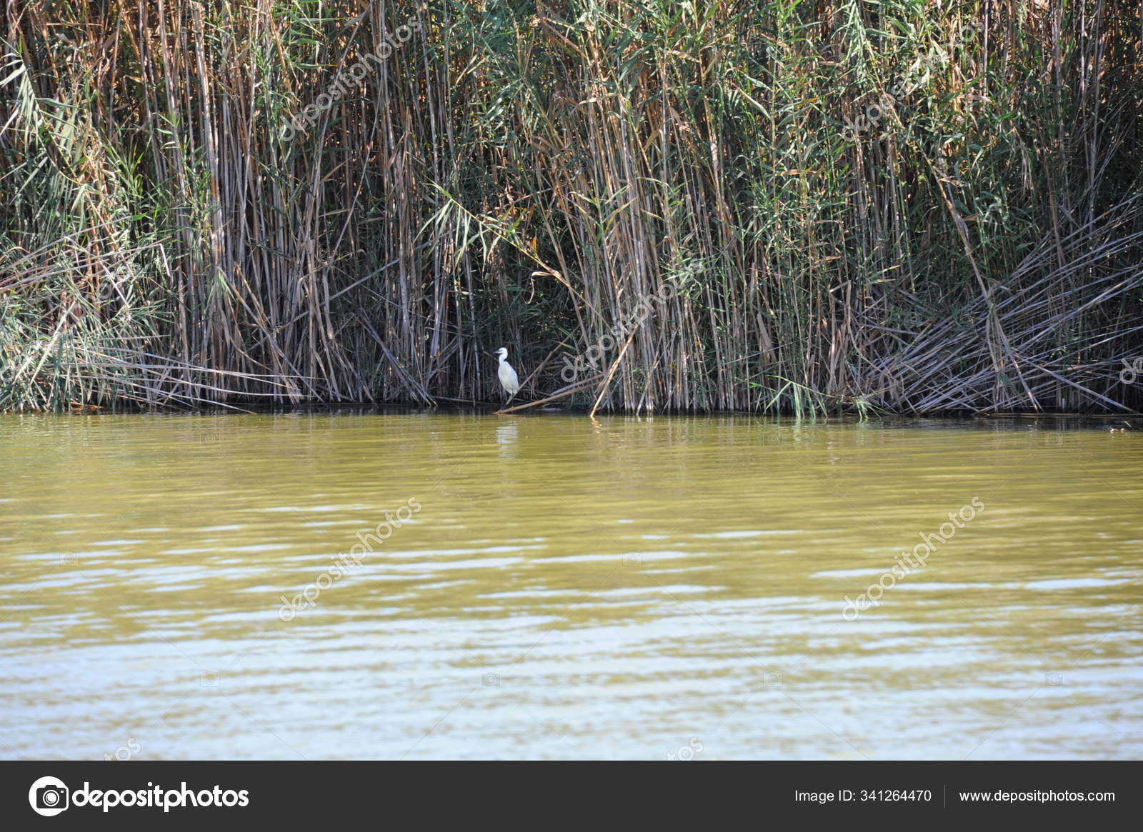 Spain Valencia Nature Reserve Albufera — Stock Photo ...