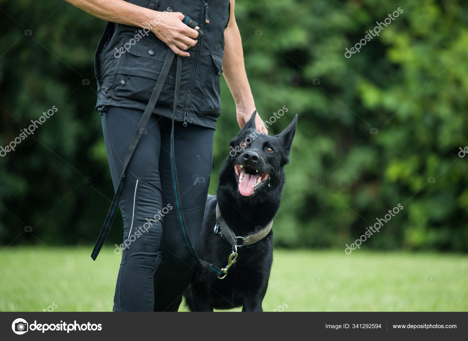 Black German Shepherd Guard Dog
