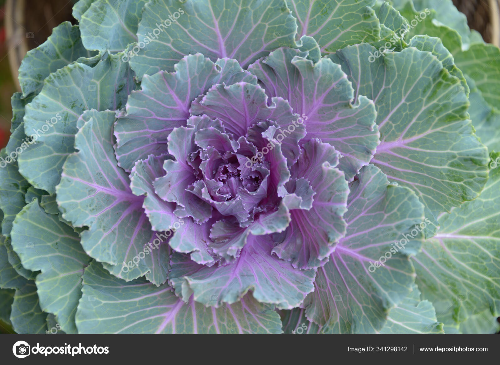Purple Cabbage Plant