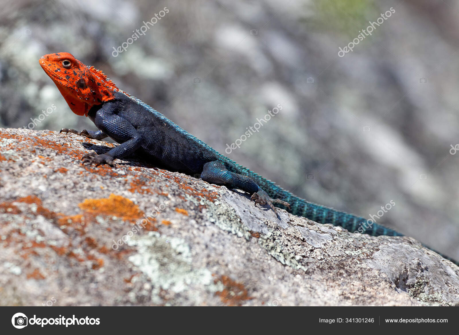 Wildlife Lizard Animal Reptile — Stock Photo © PantherMediaSeller ...
