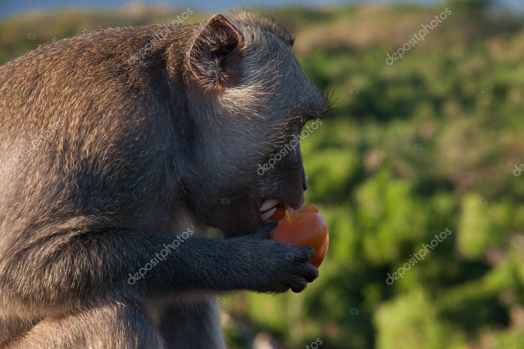 Perfil lateral de un solo Macaco comiendo un tomate en la parte ...