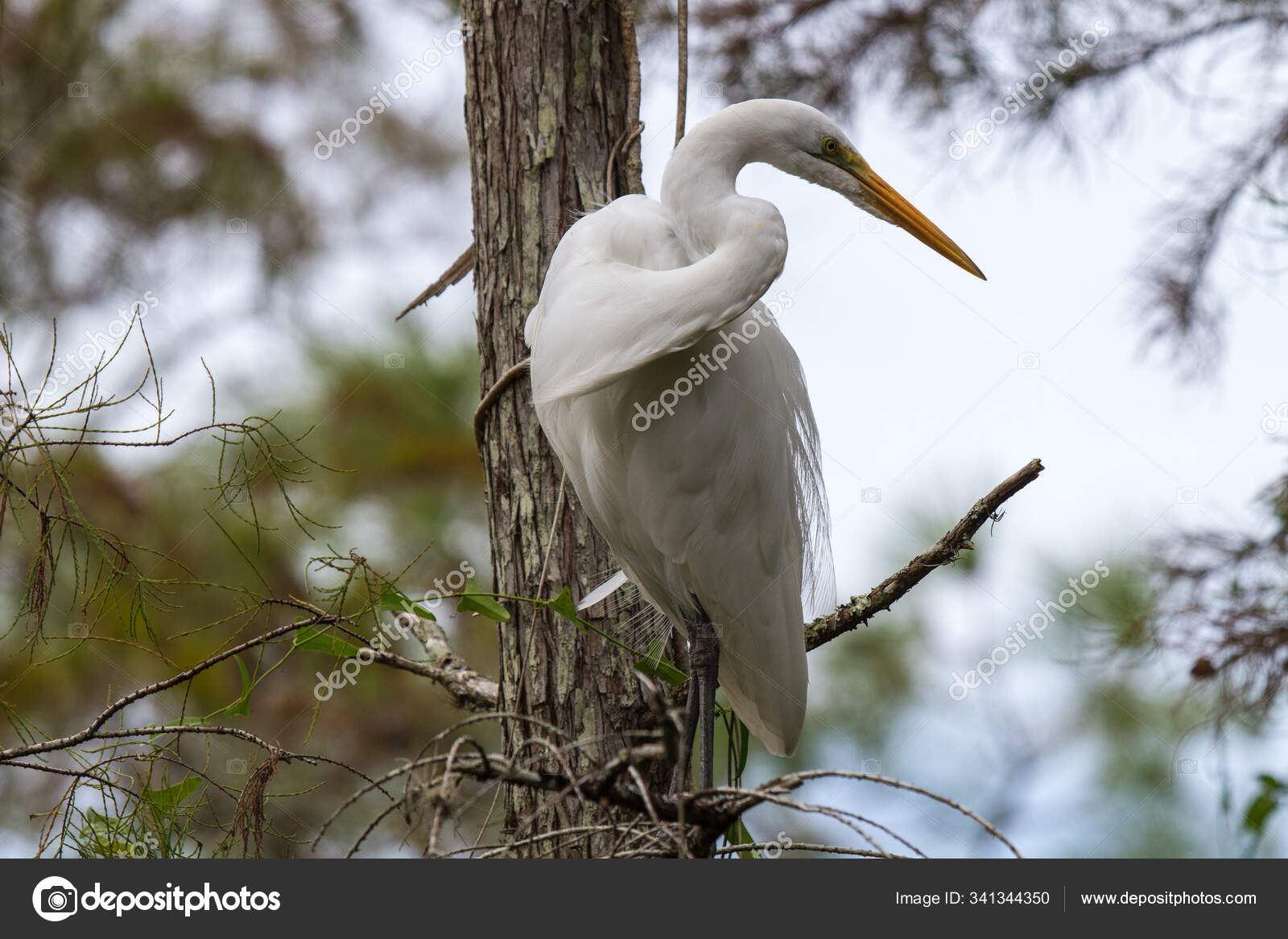 Great Egret Tree Ngreat Egret Tree Stock Photo by ©PantherMediaSeller ...