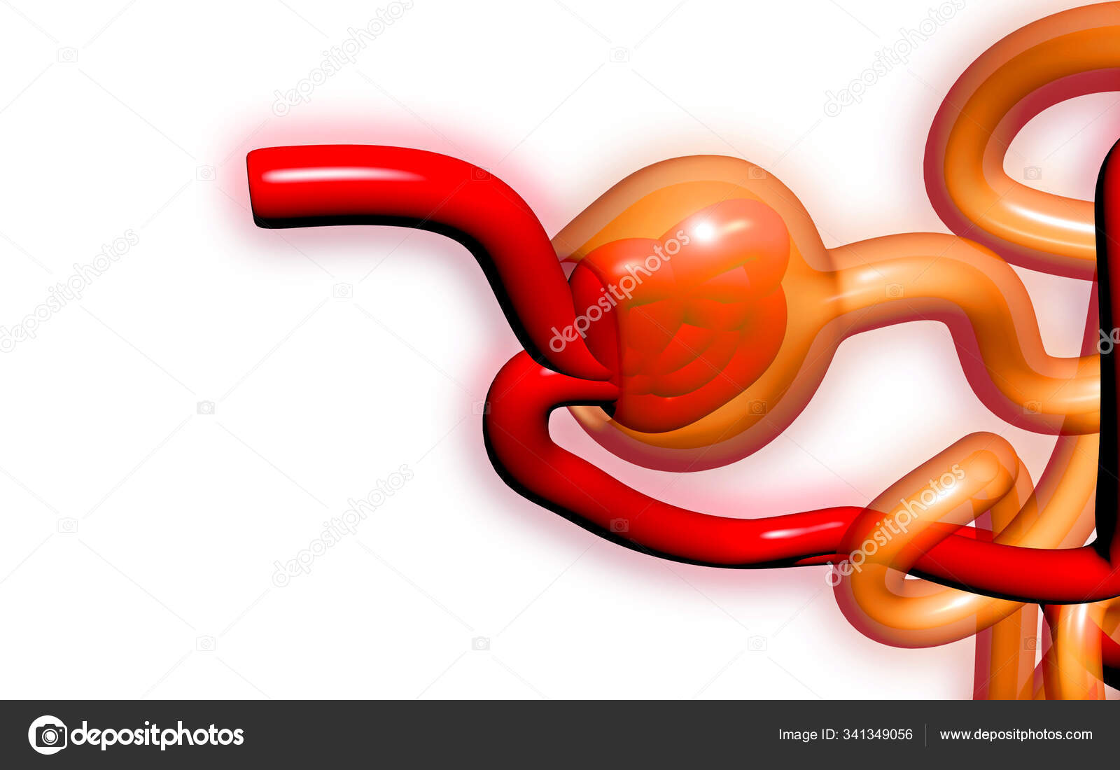 Digital Illustration Nephron Colour Background Stock Photo by ...