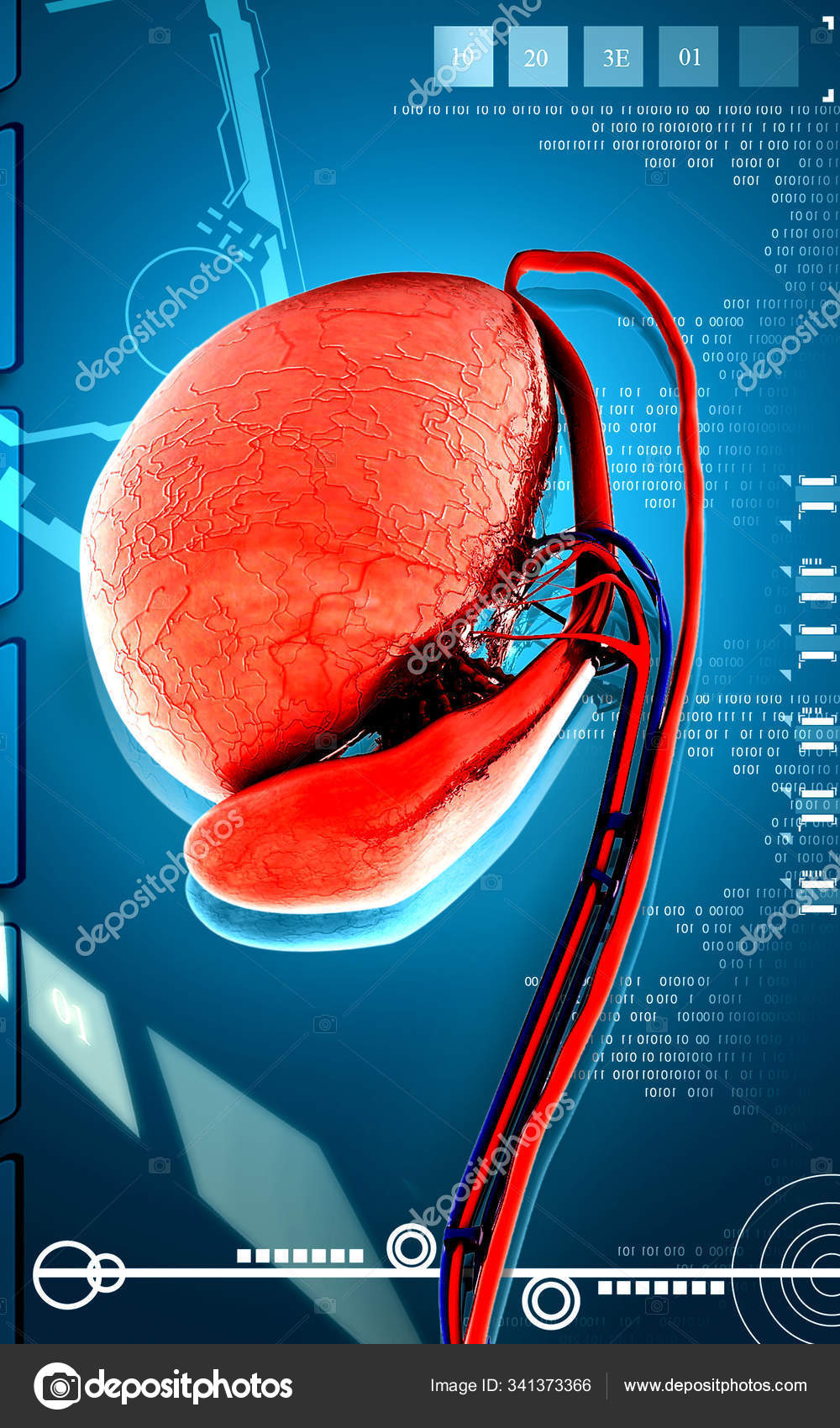 Digital Illustration Testicles Colour Background Stock Photo by ...