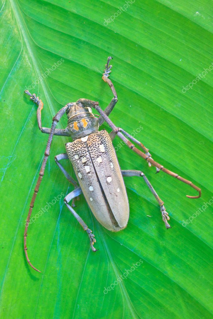 insecto sobre hoja de Tailandia, escarabajo de cuerno largo en Género ...