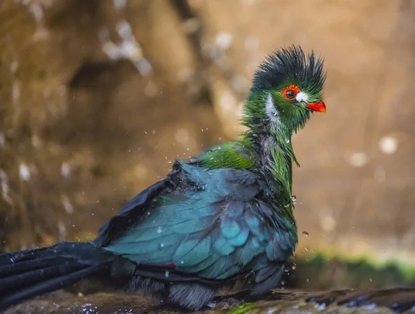 ᐈ Tropical birds and names stock pictures, Royalty Free turaco photos ...