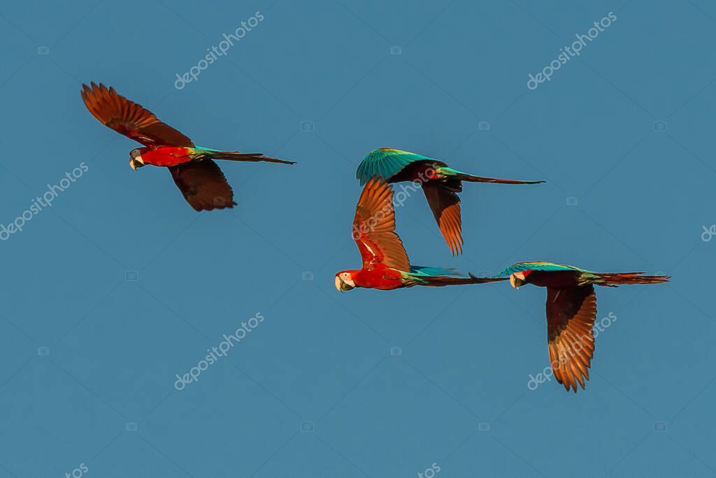 rebaño de guacamayos volando en la selva peruana de Madre de Dios Perú ...