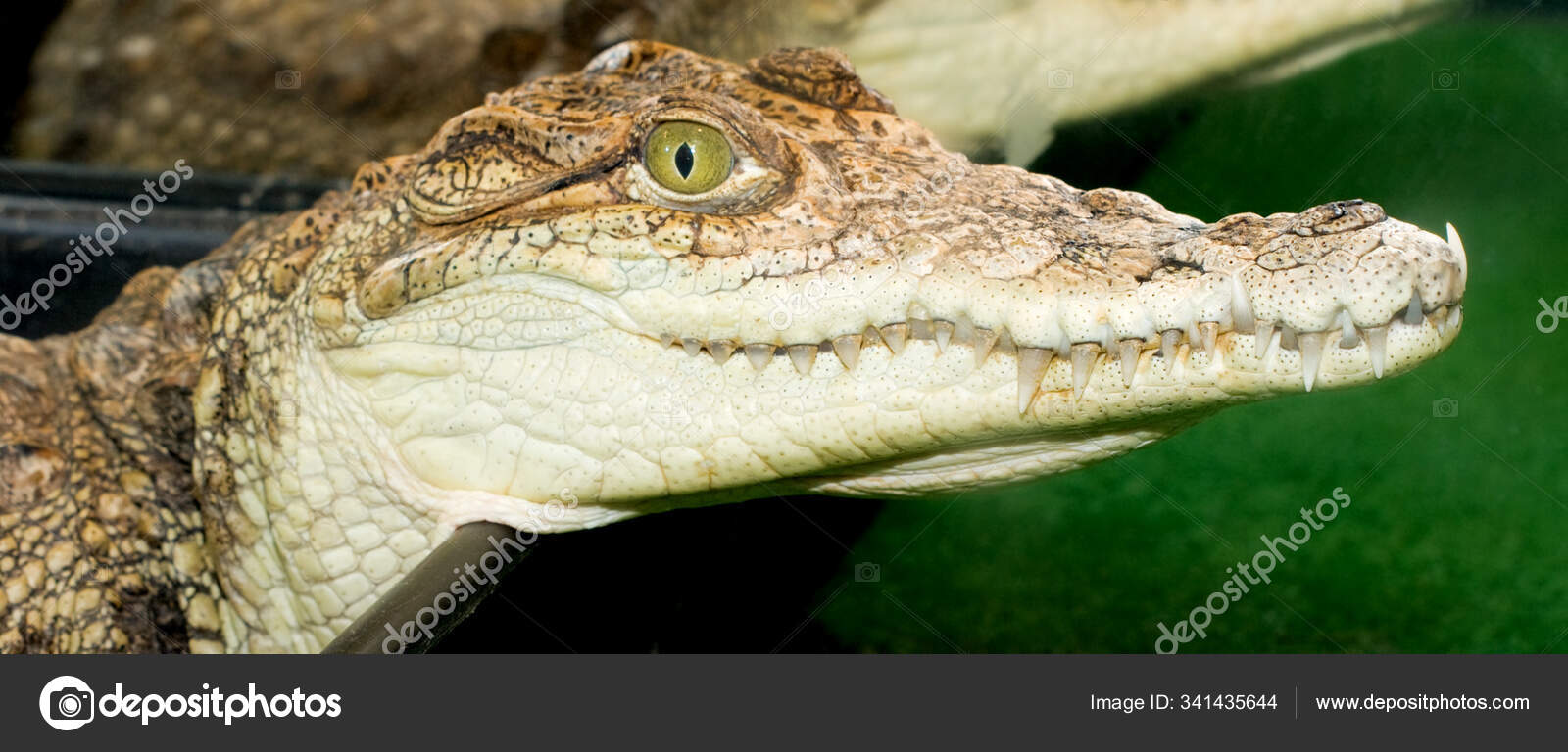 Close Alligator Head — Stock Photo © PantherMediaSeller #341435644