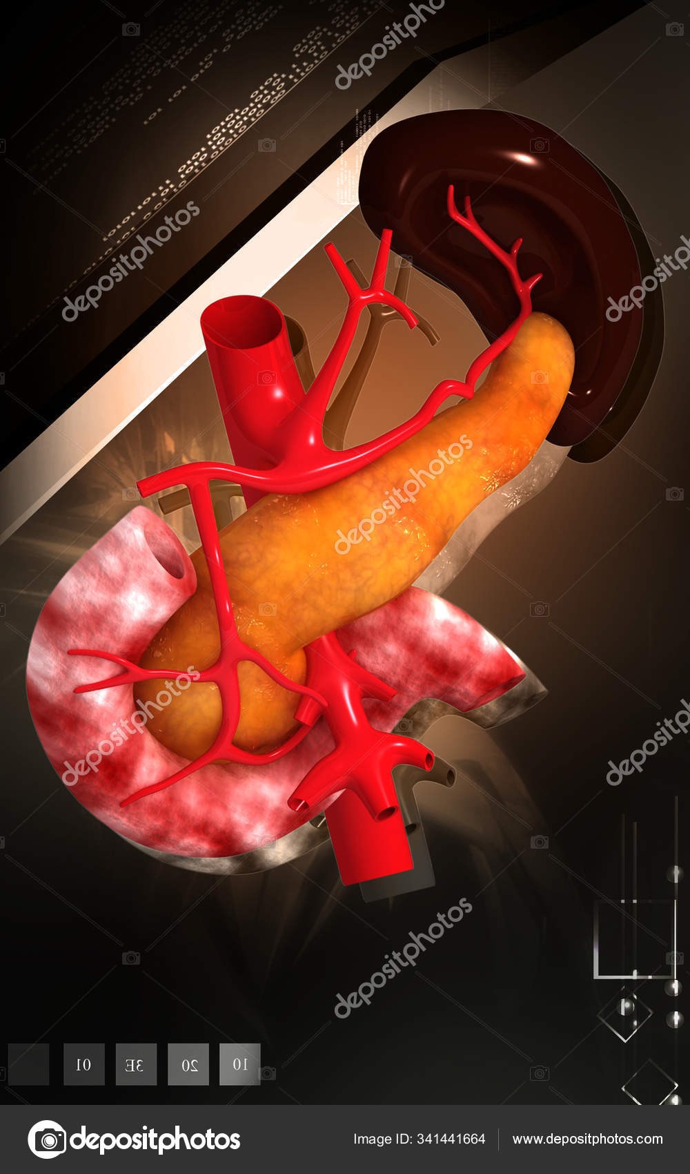 Digital Illustration Pancreas Spleen Colour Background Stock Photo by ...