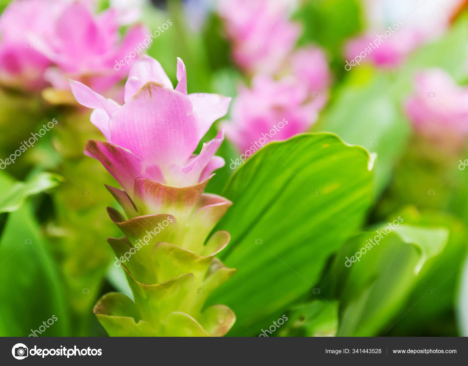 Biennial Plant Roots Soil Rainy Season Begins Early Spring Leaves ...