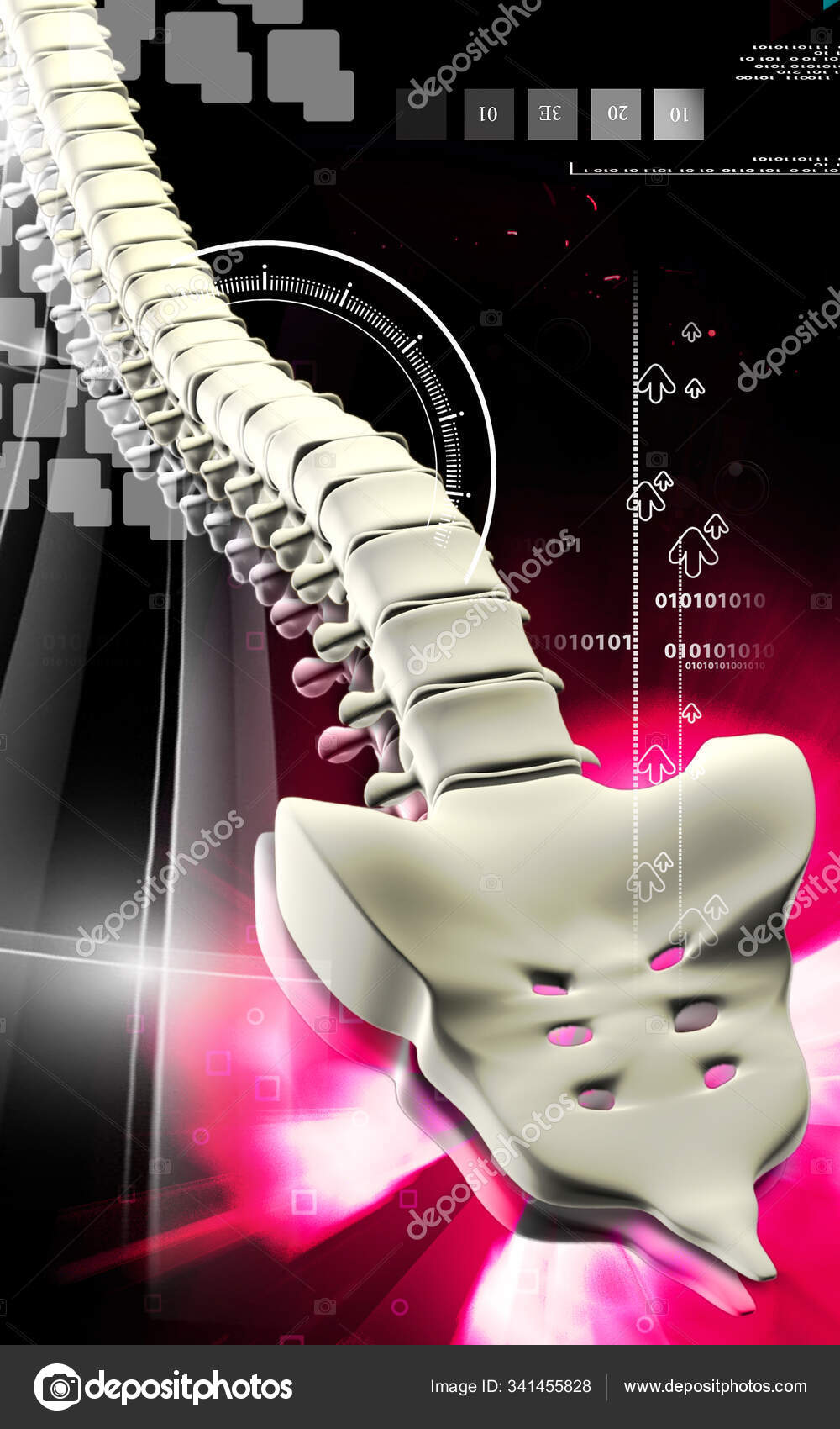 Digital Illustration Back Bone Colour Background — Stock Photo ...