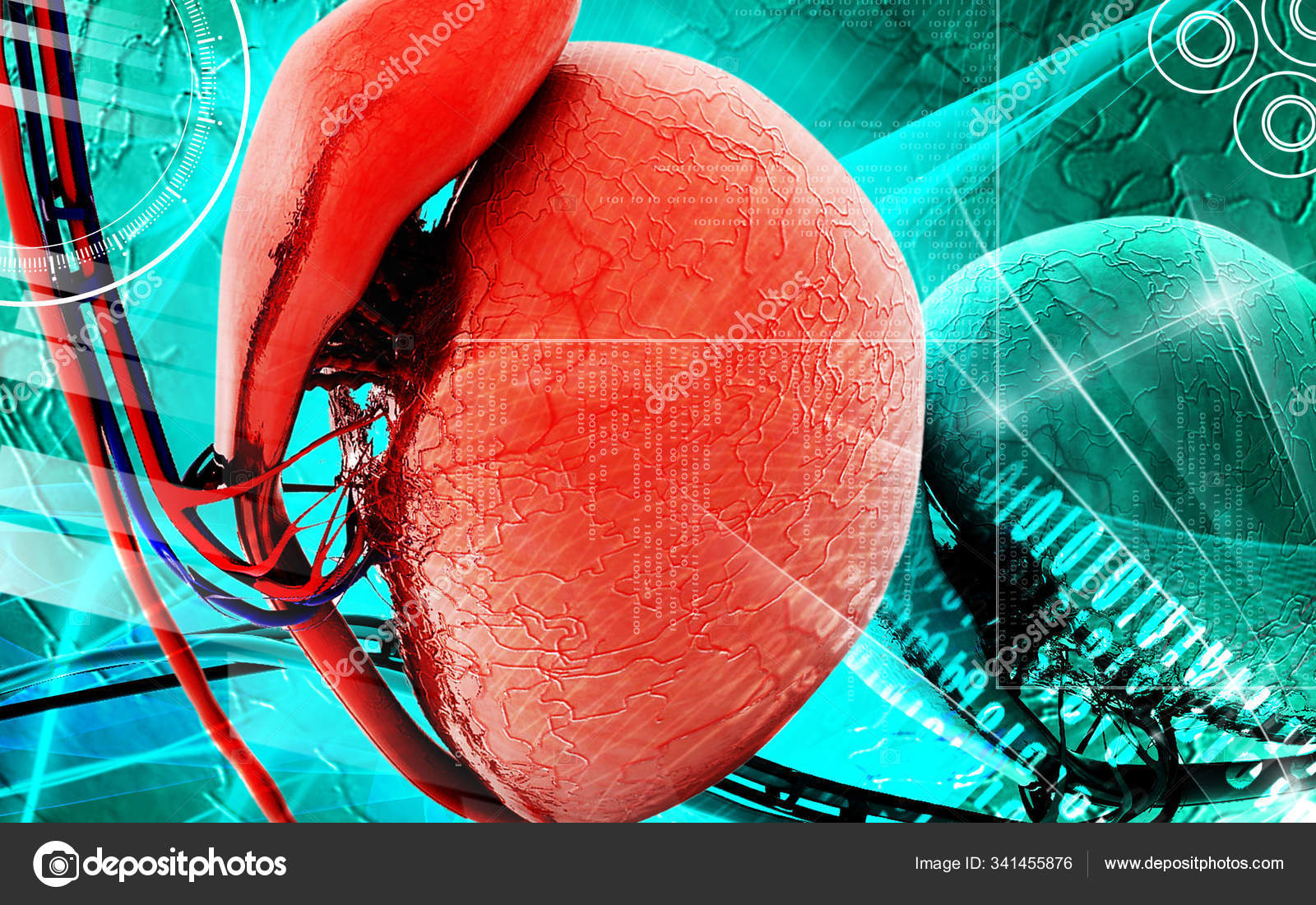 Digital Illustration Testicles Colour Background Stock Photo by ...