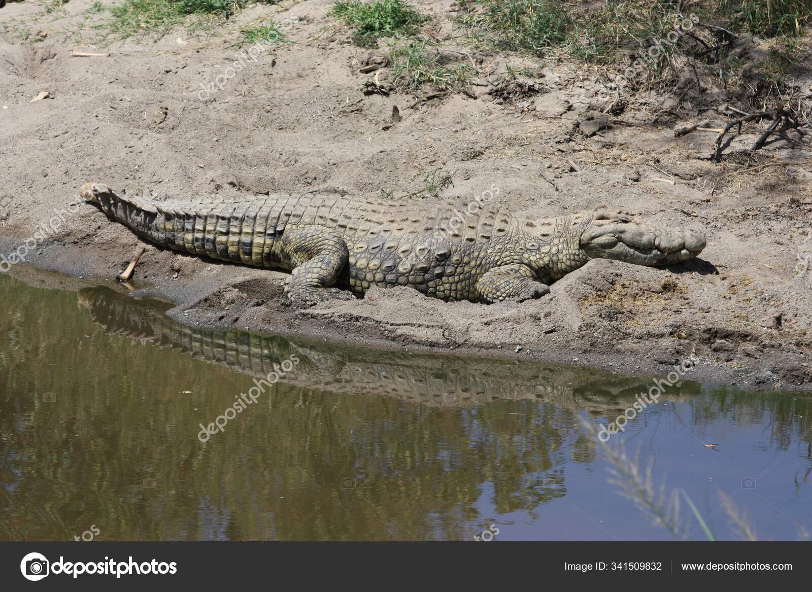 Alligator Crocodiles Wildlife Dangerous Reptile Predator — Stock Photo ...