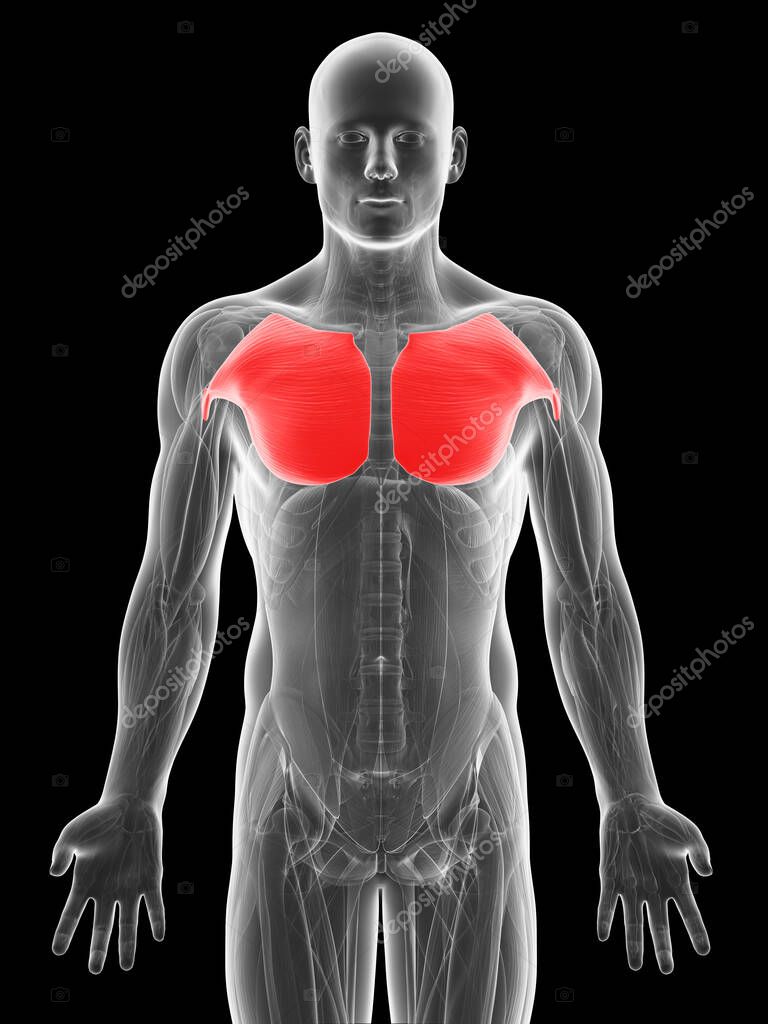 3d ilustración renderizada de los músculos del pecho 2023