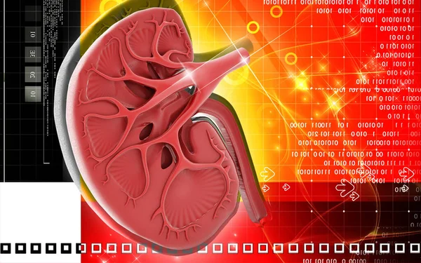 Kidney hd images background Stock Photos, Royalty Free Kidney hd images ...