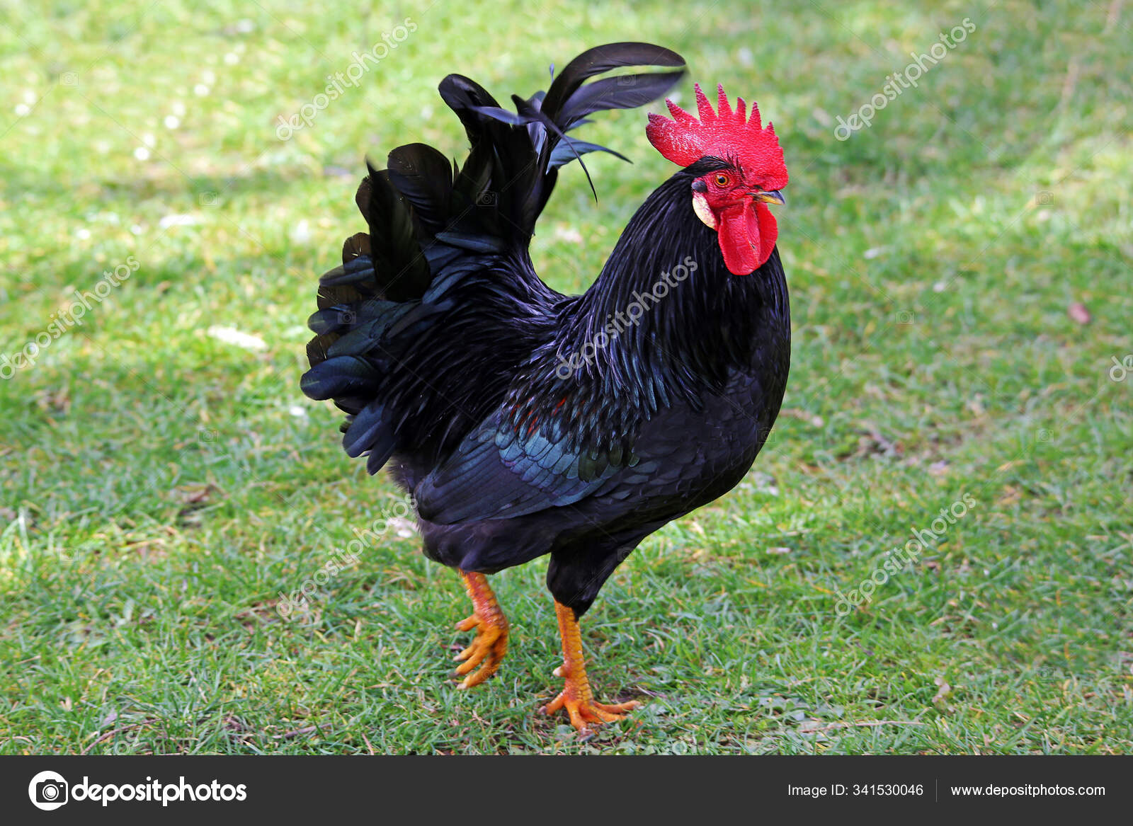 Gockel Elegant Black — Stock Photo © PantherMediaSeller #341530046