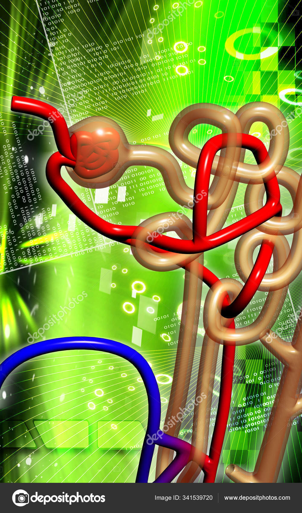 Digital Illustration Nephron Colour Background Stock Photo by ...