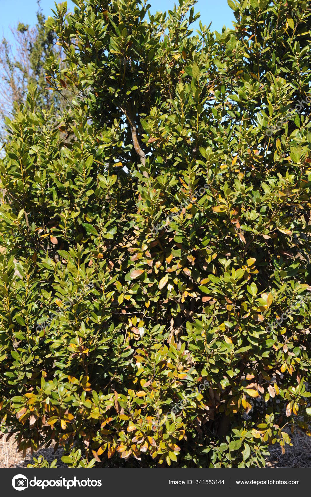 Laurel Tree Nature Flora Stock Photo by ©PantherMediaSeller 341553144