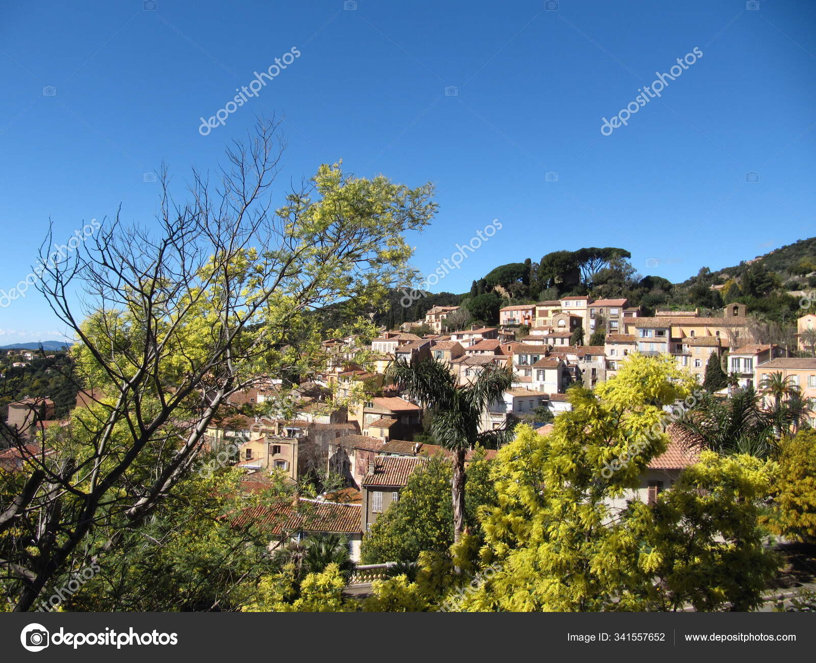 Bormes Les Mimosas Mimosa Blossom Var France — Stock Photo © PantherMediaSeller #341557652