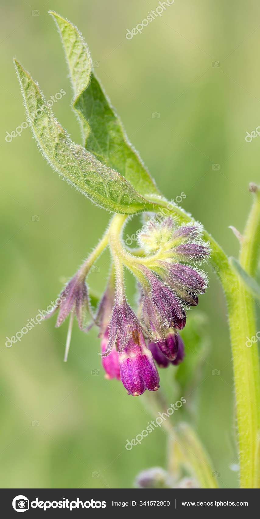 Echter Beinwell True Comfrey Stock Photo by ©PantherMediaSeller 341572800