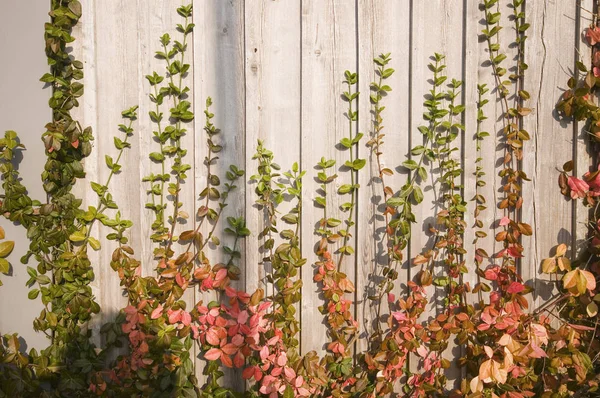 herblich colorful climbing plants on a wall in the evening sun - Stock ...