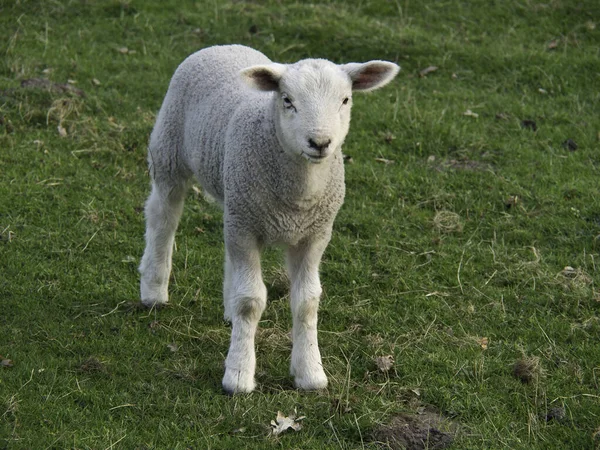 Scottish lamb Stock Photos, Royalty Free Scottish lamb Images ...