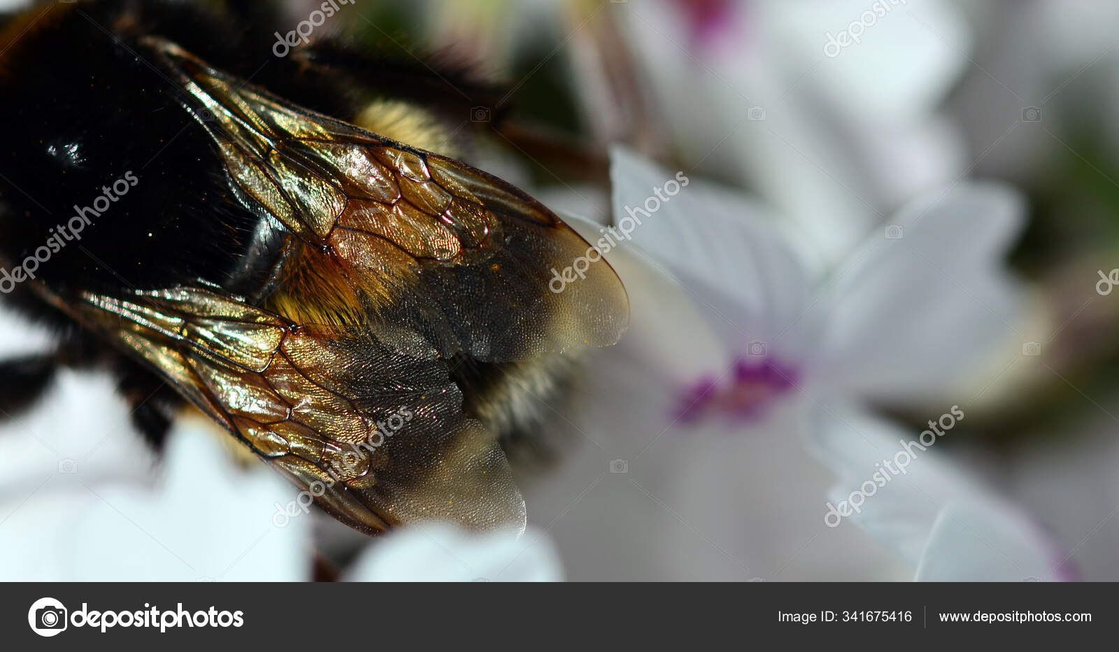 Closeup View Beautiful Bumblebee Insect — Stock Photo ...
