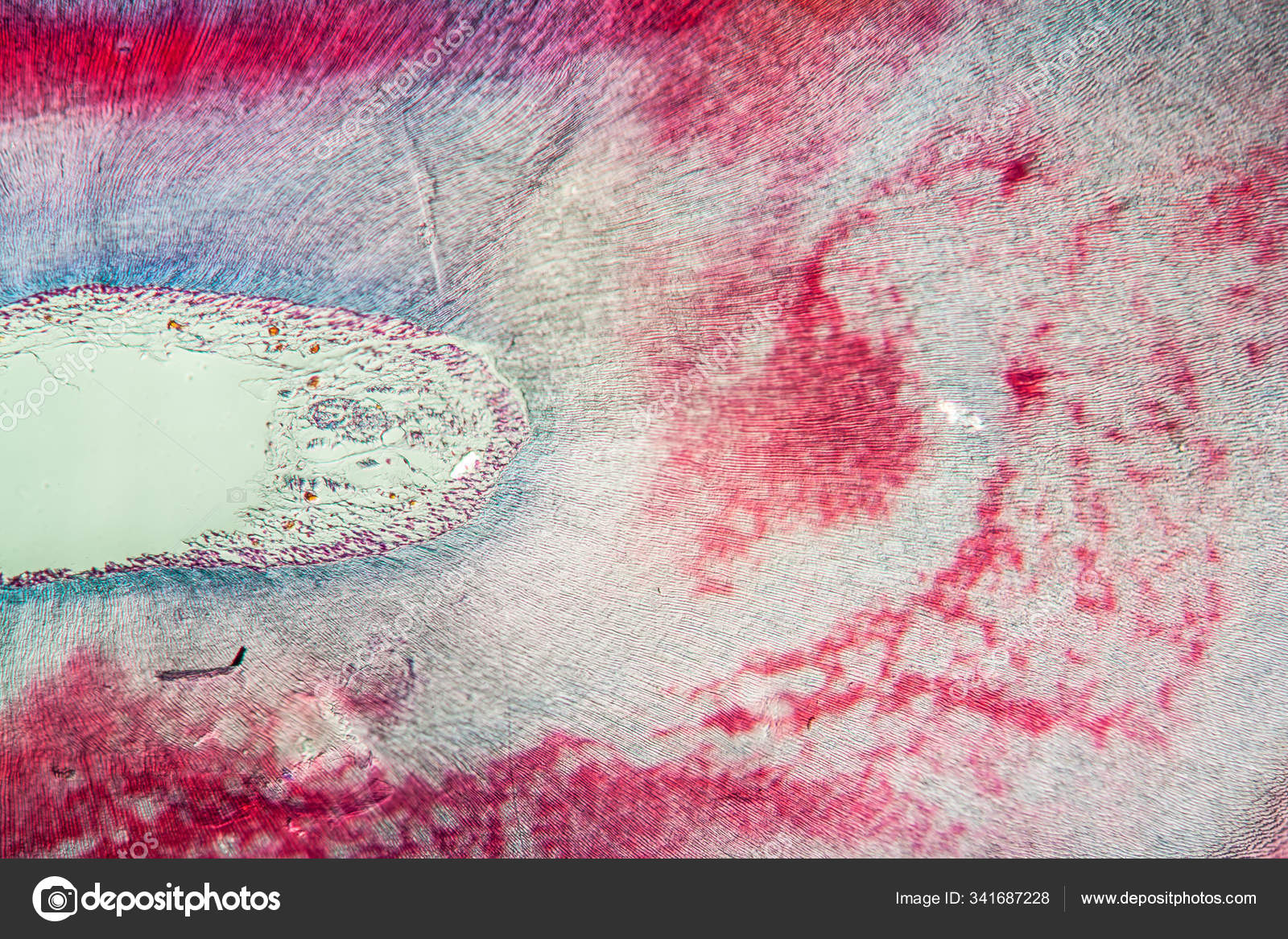 Macro Shot Microscopic Cells Surface Background Stock Illustration by ...