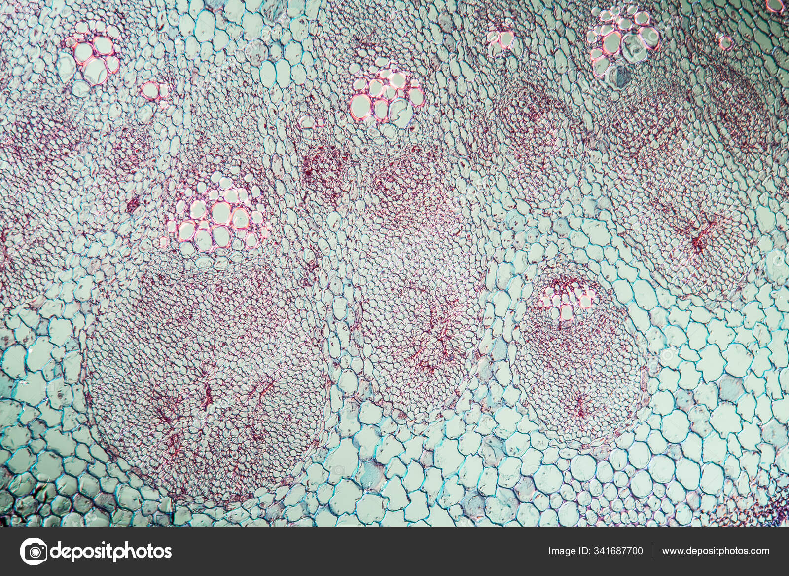 Macro Shot Microscopic Cells Surface Background — Stock Photo ...