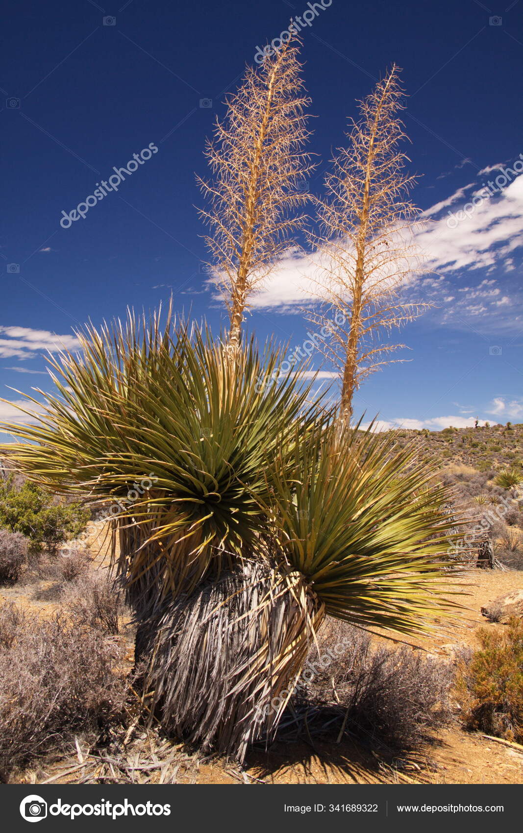 Desert Yucca Plant