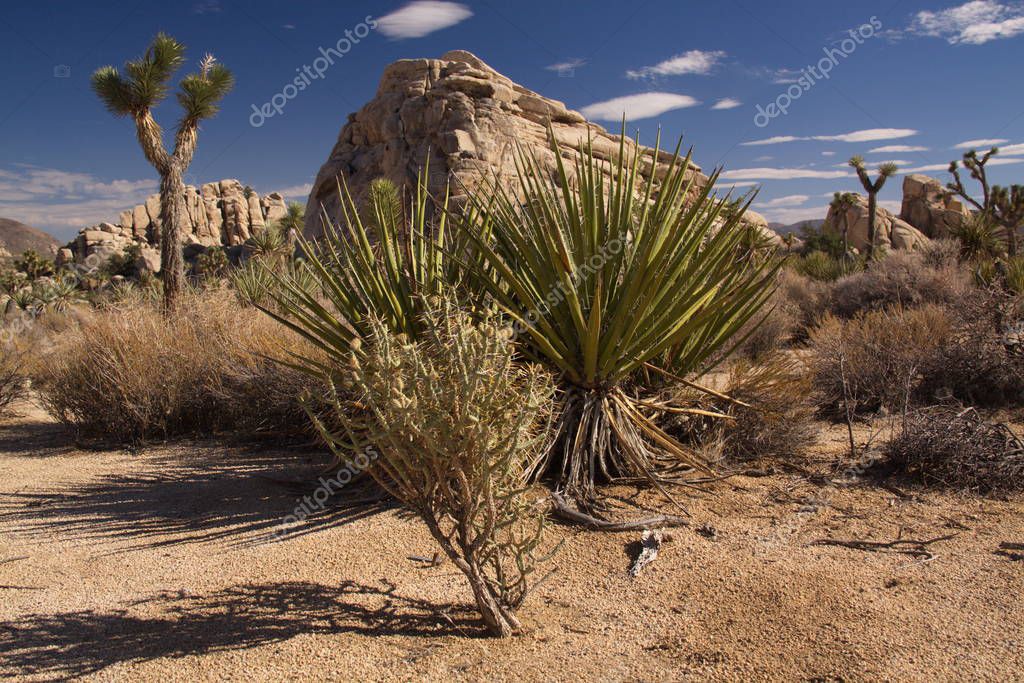 Planta de yuca de Mojave en el Parque Nacional Joshua Tree en ...