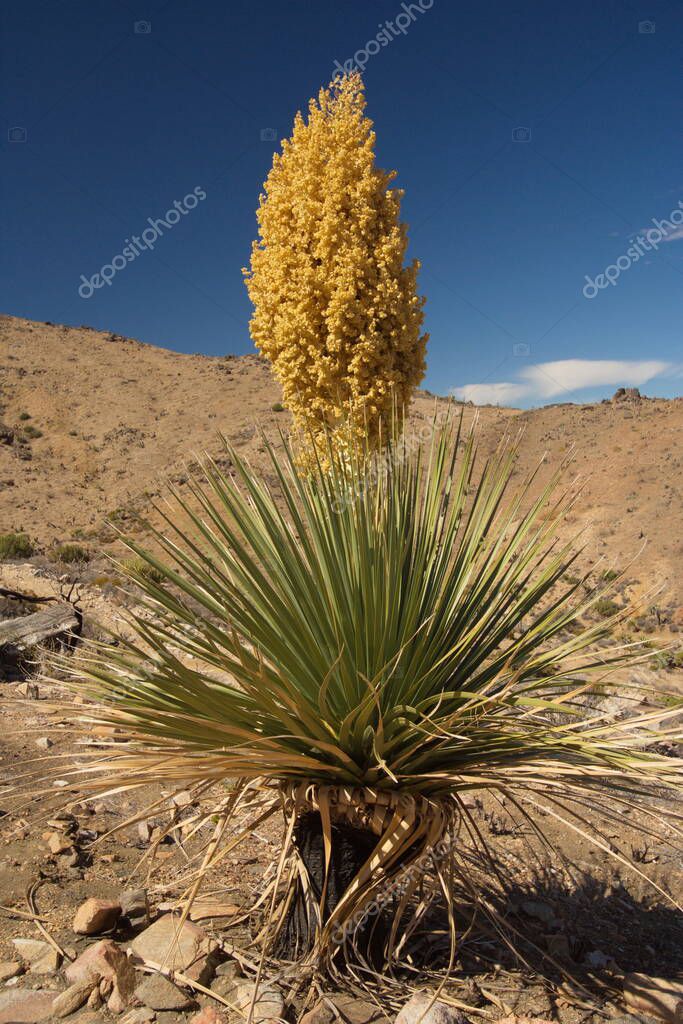 Planta de yuca de Mojave en el Parque Nacional Joshua Tree en ...