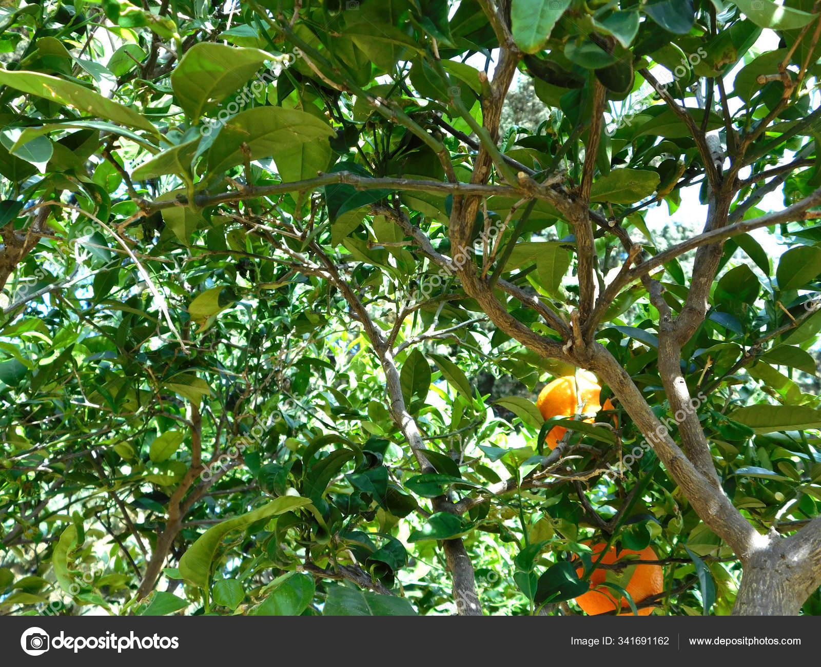 Nature Flora Trees Environment — Stock Photo © PantherMediaSeller ...