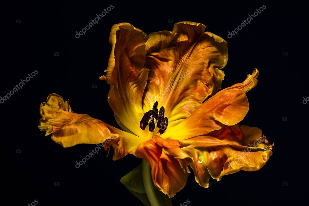 vista en la flor de un tulip n de loro flameado amarillo-naranja con estambres y pistilos. 2024