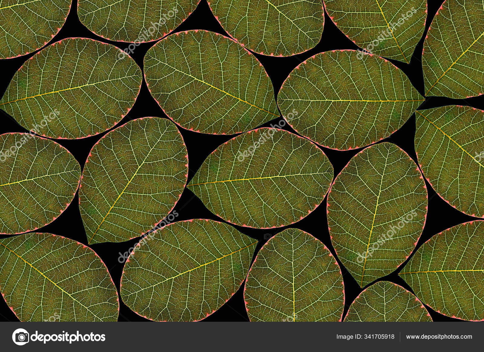 Plant Leaves Transmitted Light — Stock Photo © PantherMediaSeller ...