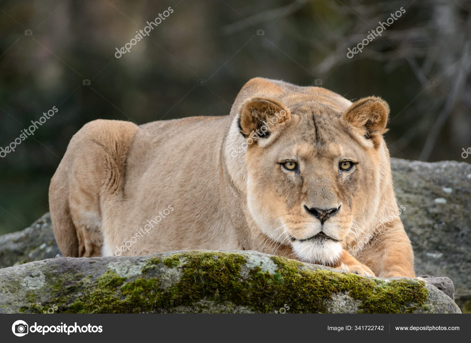 Savannah Wildcat Lioness Predator Cat Stock Photo by ...