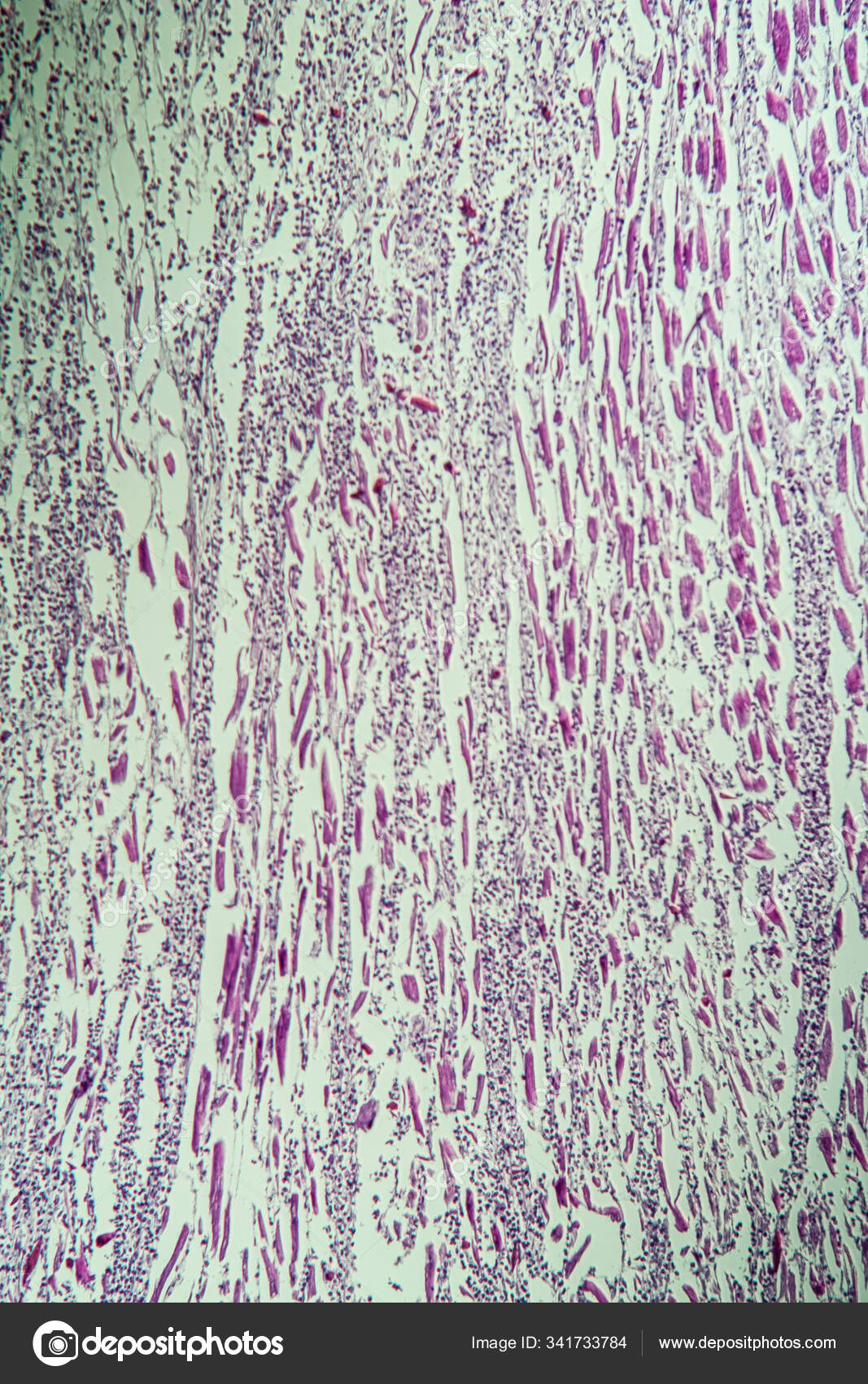 Microbiology Microscopic Cells Surface Stock Photo by ...