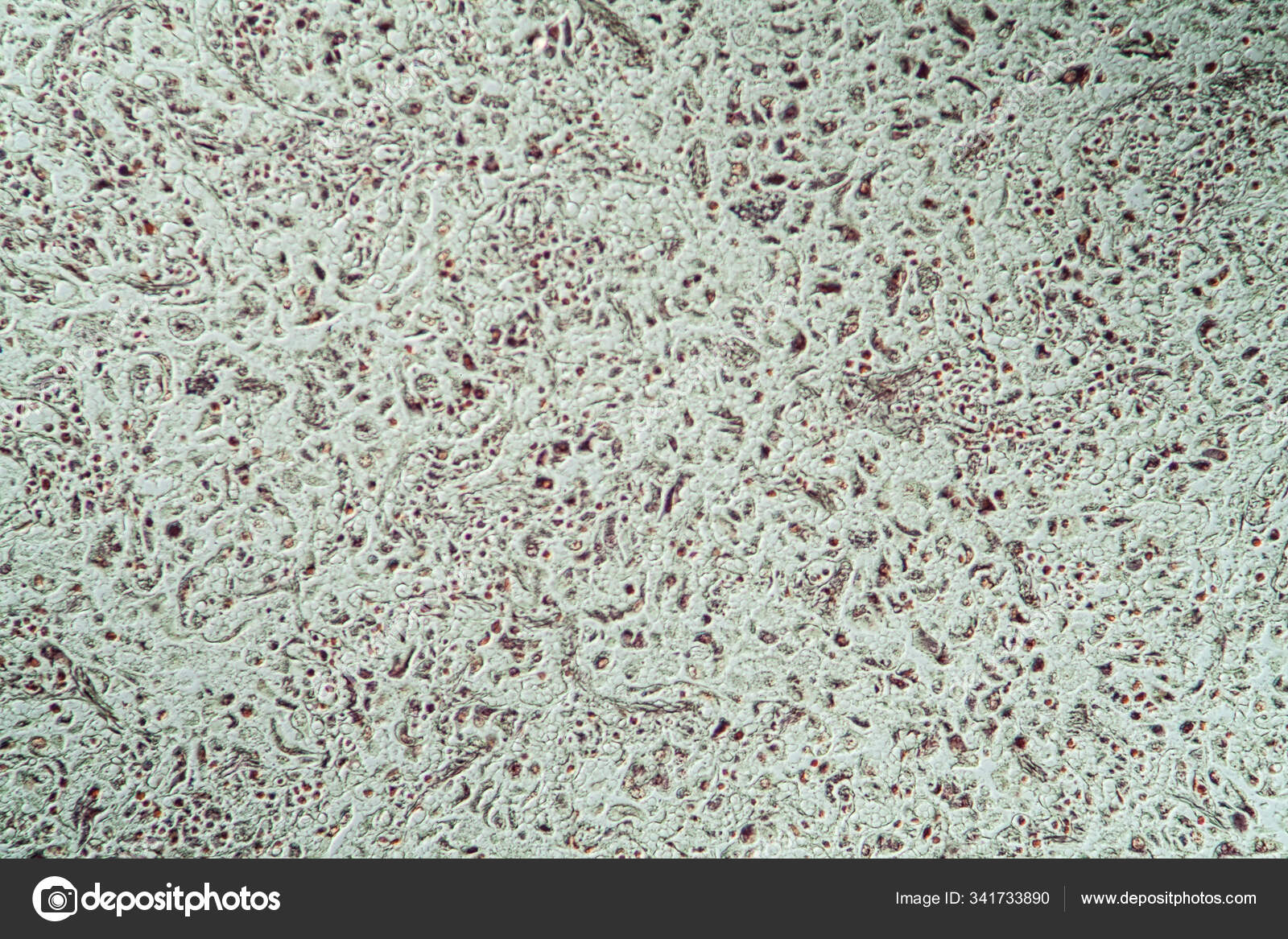 Microbiology Microscopic Cells Surface — Stock Photo ...