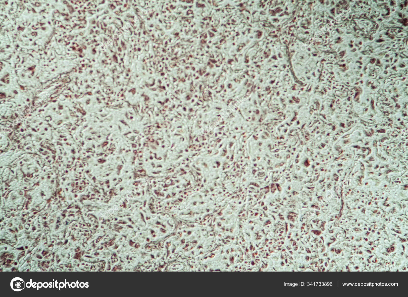 Microbiology Microscopic Cells Surface Stock Photo by ...