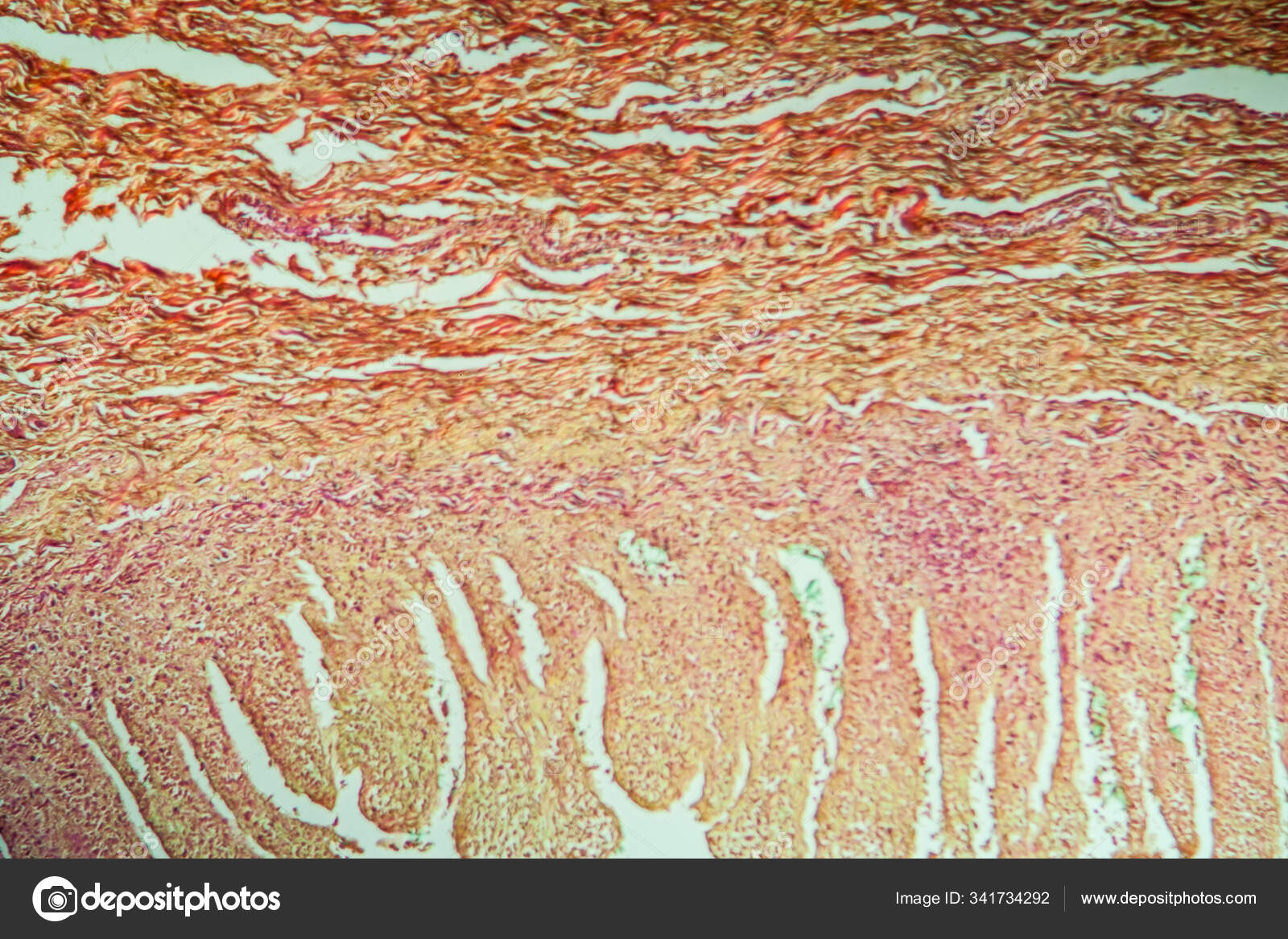 Microbiology Microscopic Cells Surface — Stock Photo ...