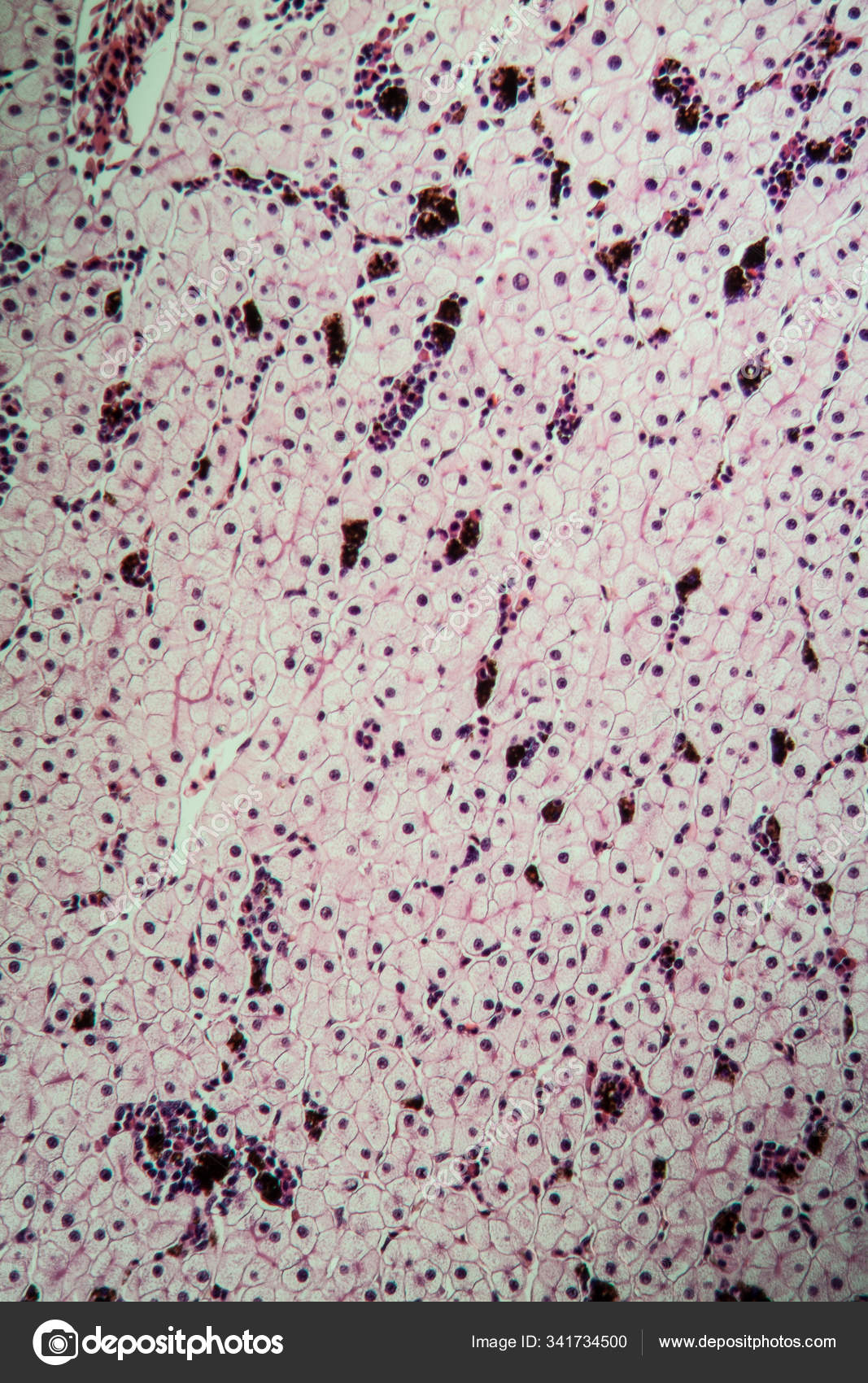 Microbiology Microscopic Cells Surface Stock Photo by ...