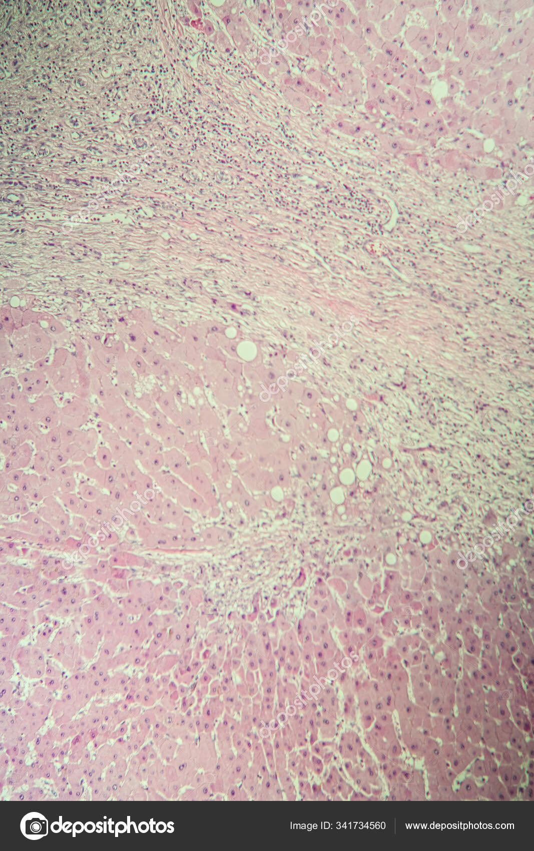 Biology Cells Microscopic Texture Stock Photo by ©PantherMediaSeller ...