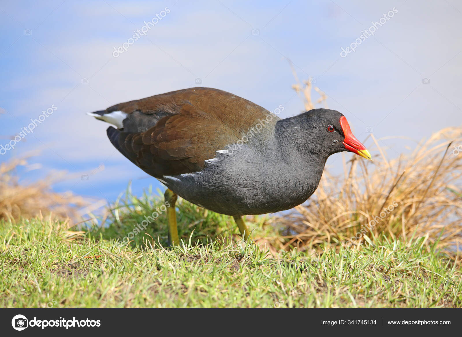 Green Footed Pond Chicken Pond Rink Gallinula Chloropus Pond City Stock ...