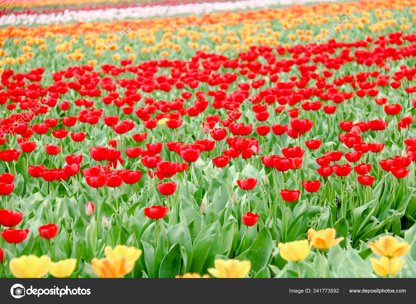 Colorful Tulip Fields Holland Spring — Stock Photo © PantherMediaSeller ...