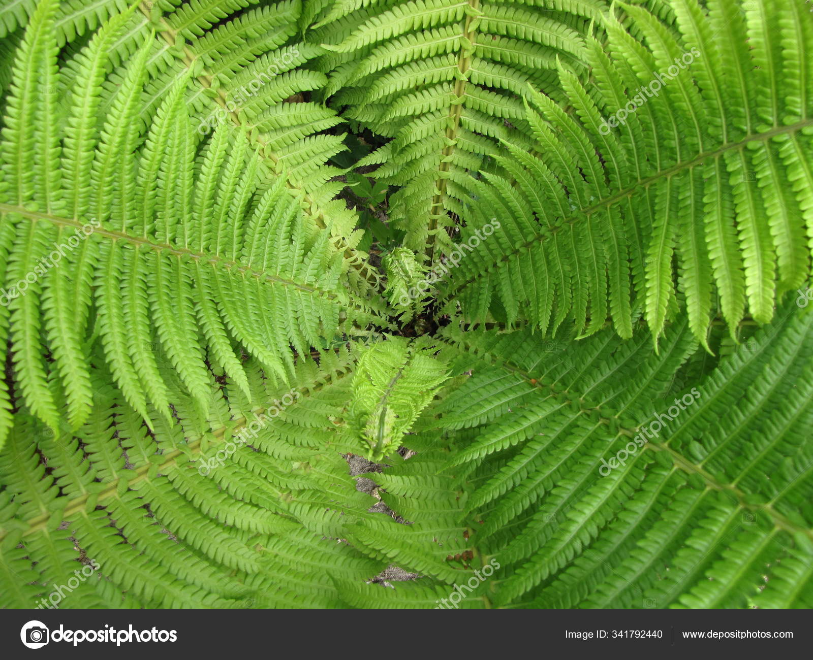 True Fern